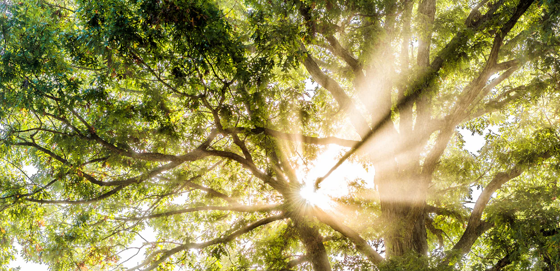 A Reflection of Divine Love – Rhemalogy